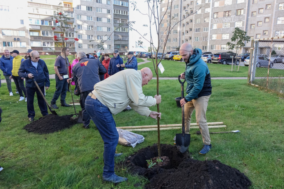 Labiekārtotajos pagalmos iestādīti koki