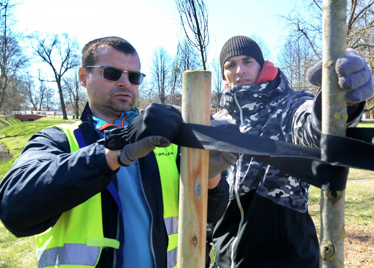 Koku stādīšanas talka | Foto 32 / 35