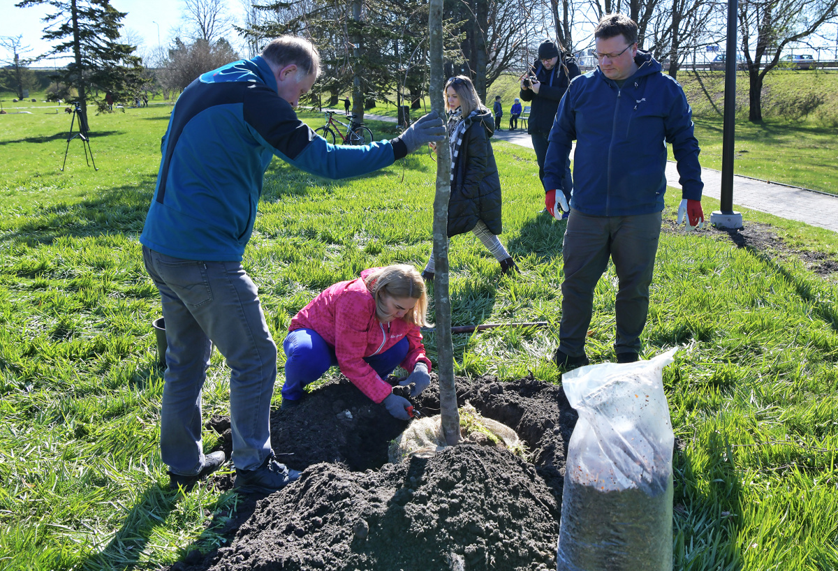 Koku stādīšanas talka | Foto 8 / 35