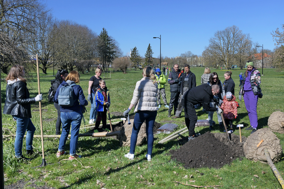 Koku stādīšanas talka | Foto 21 / 35