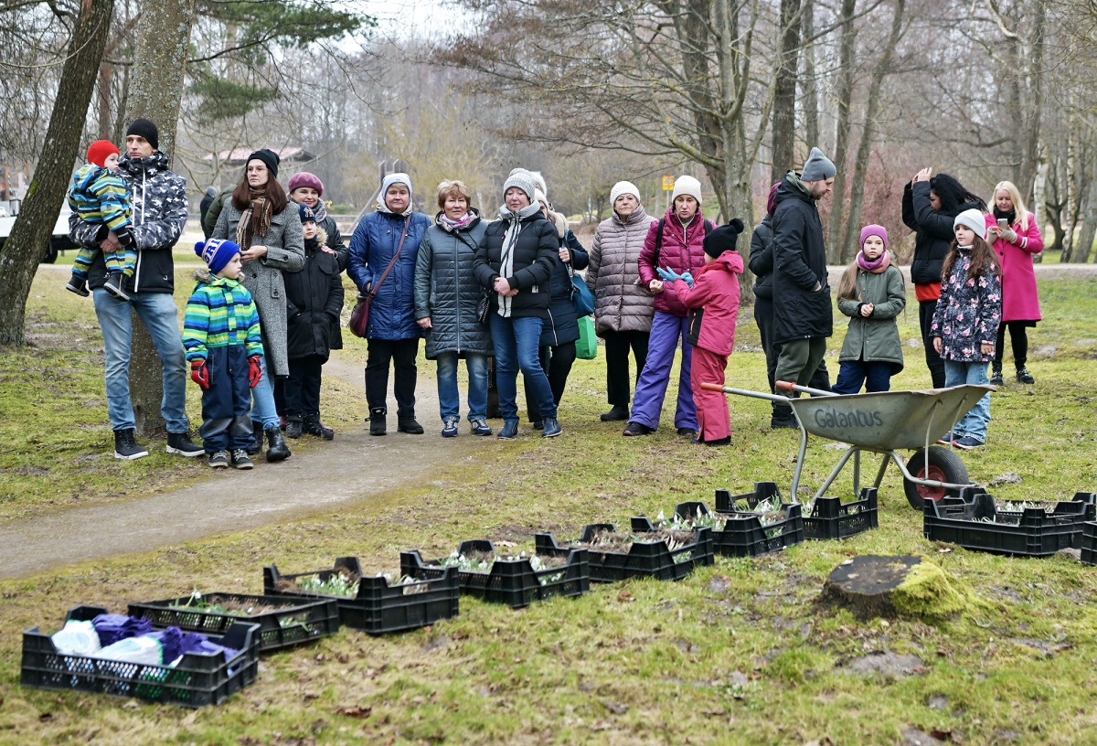 10. sniegpulkstenīšu stādīšanas talka | Foto 4 / 34