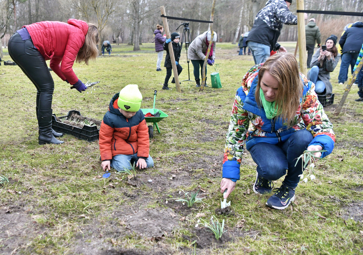 10. sniegpulkstenīšu stādīšanas talka | Foto 11 / 34