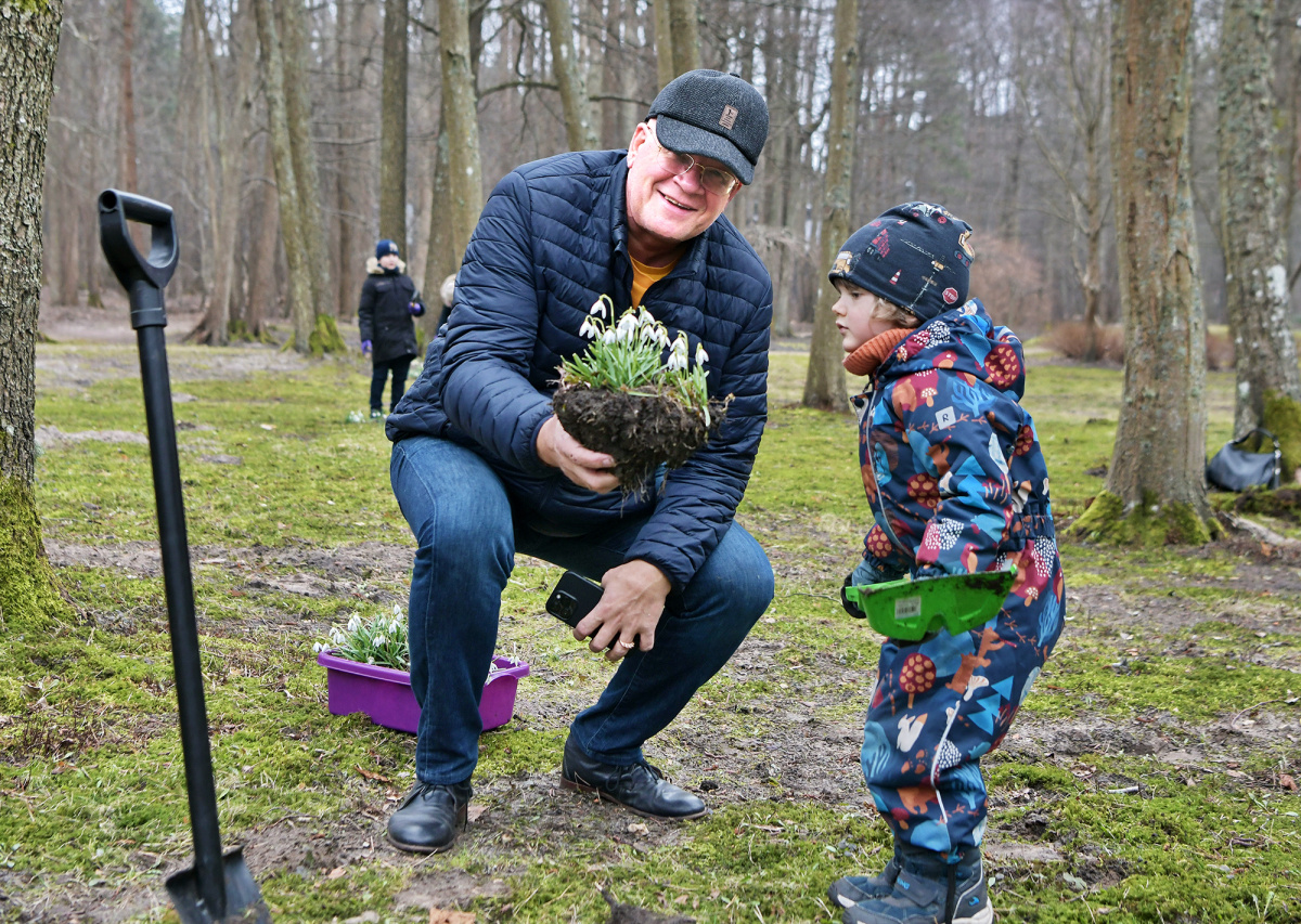 10. sniegpulkstenīšu stādīšanas talka | Foto 30 / 34