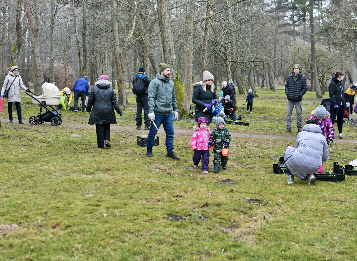 10. sniegpulkstenīšu stādīšanas talka | Foto 16 / 34